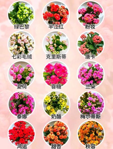 长寿花图片大全大图_长寿花品种怎么区分-第1张图片-山城妙识 长寿花图片大全大图_长寿花品种怎么区分-第1张图片-山城妙识