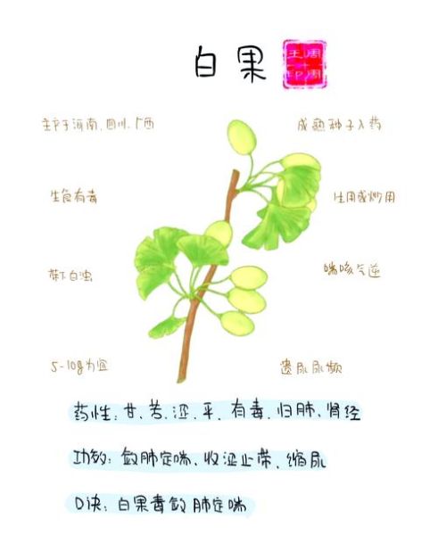 吃白果有什么好处和坏处_白果一天吃多少粒合适-第1张图片-山城妙识 吃白果有什么好处和坏处_白果一天吃多少粒合适-第1张图片-山城妙识
