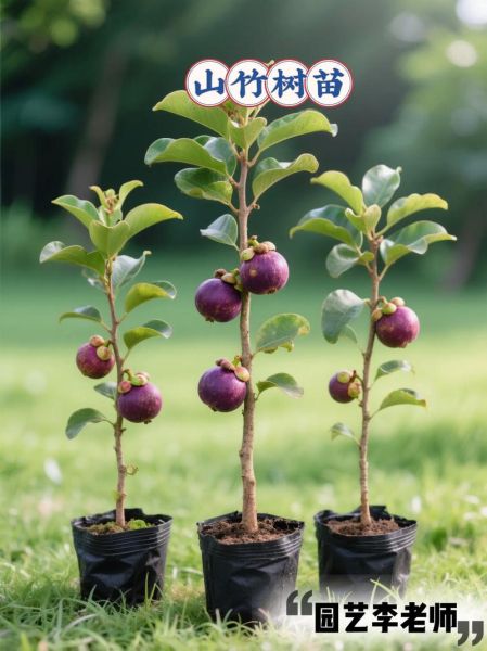 中国哪里适合种植山竹_山竹种植气候条件-第1张图片-山城妙识