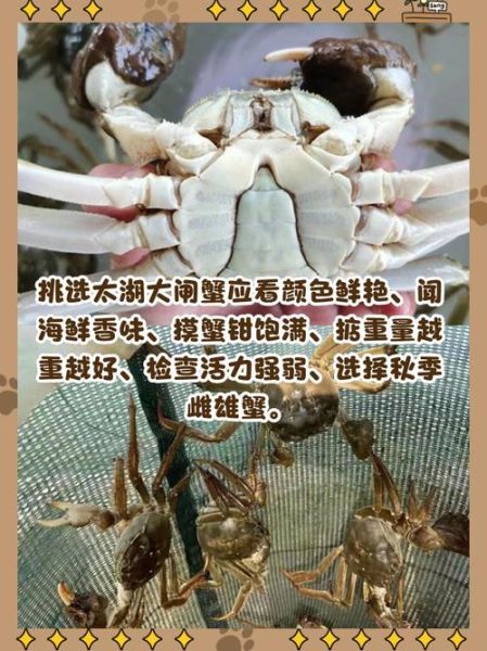 太湖蟹怎么保存最好_太湖蟹能放几天-第1张图片-山城妙识 太湖蟹怎么保存最好_太湖蟹能放几天-第1张图片-山城妙识