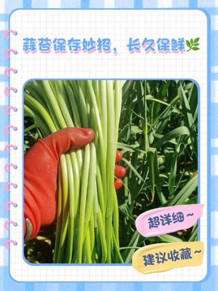大蒜苔怎么保存_大蒜苔图片识别技巧-第3张图片-山城妙识