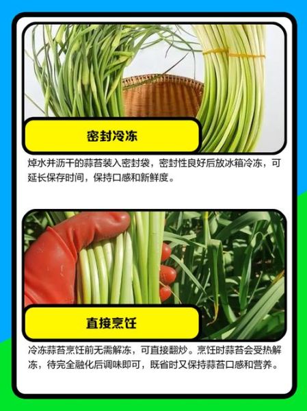 大蒜苔怎么保存_大蒜苔图片识别技巧-第1张图片-山城妙识