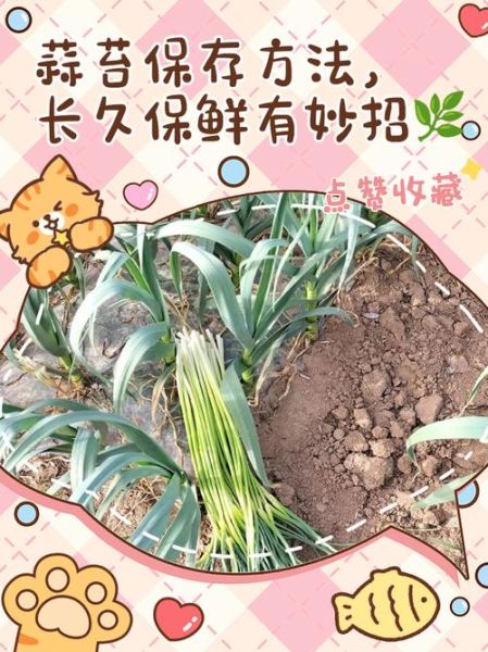 大蒜苔怎么保存_大蒜苔图片识别技巧-第2张图片-山城妙识