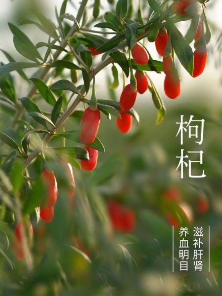 宁夏有哪些土特产_宁夏特产值得带回家的有哪些-第3张图片-山城妙识 宁夏有哪些土特产_宁夏特产值得带回家的有哪些-第3张图片-山城妙识