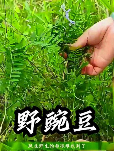野豌豆长什么样_野豌豆有毒吗-第2张图片-山城妙识