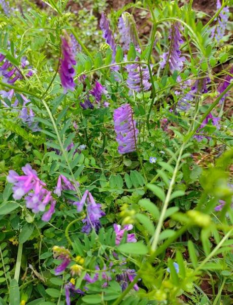 野豌豆长什么样_野豌豆有毒吗-第1张图片-山城妙识