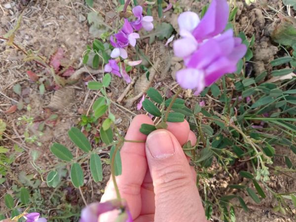 野豌豆长什么样_野豌豆有毒吗-第3张图片-山城妙识