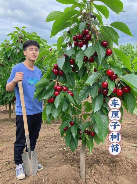 樱桃树苗怎么种植_樱桃树苗种植时间和方法-第1张图片-山城妙识