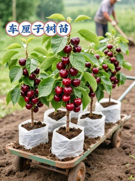 樱桃树苗怎么种植_樱桃树苗种植时间和方法-第3张图片-山城妙识