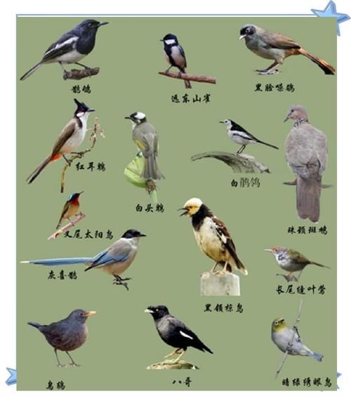 中国鸟类大全_常见鸟类识别方法-第1张图片-山城妙识
