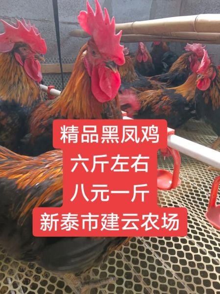 鸡肉价格走势_今日鸡肉多少钱一斤-第3张图片-山城妙识