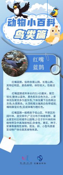 中国鸟类大全_常见鸟类识别方法-第2张图片-山城妙识