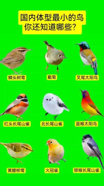 中国鸟类大全_常见鸟类识别方法-第3张图片-山城妙识