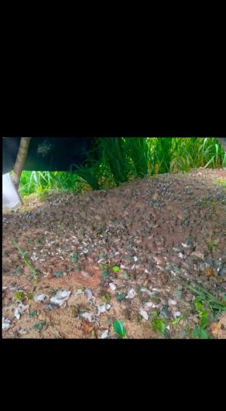 青蛙养殖成本_青蛙养殖需要多少钱-第3张图片-山城妙识