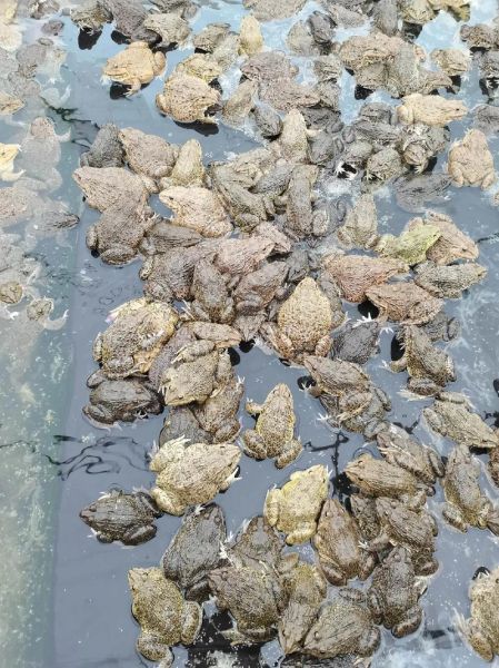 青蛙养殖成本_青蛙养殖需要多少钱-第1张图片-山城妙识