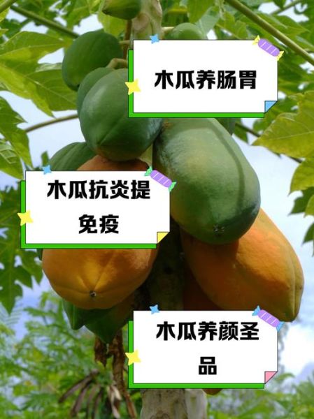 药木瓜的功效与作用是什么_药木瓜和木瓜区别-第2张图片-山城妙识 药木瓜的功效与作用是什么_药木瓜和木瓜区别-第2张图片-山城妙识