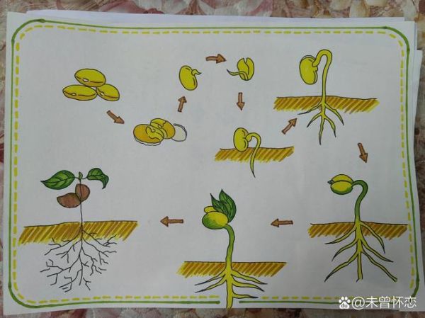 黄豆生长观察记录表图_如何记录黄豆每天变化-第2张图片-山城妙识