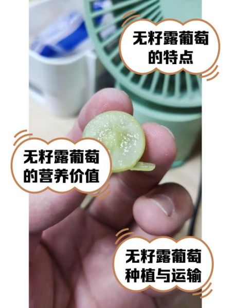 无籽葡萄是怎么种出来的_无籽葡萄有营养吗-第3张图片-山城妙识