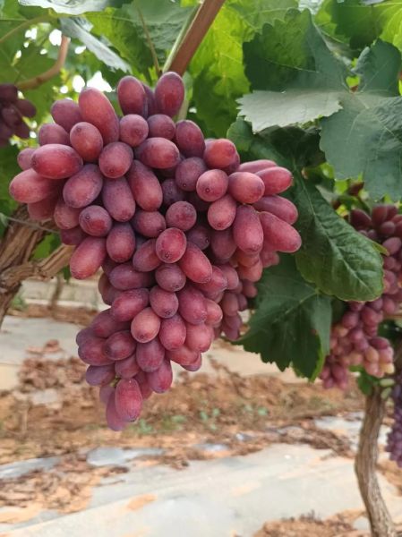 无籽葡萄是怎么种出来的_无籽葡萄有营养吗-第2张图片-山城妙识