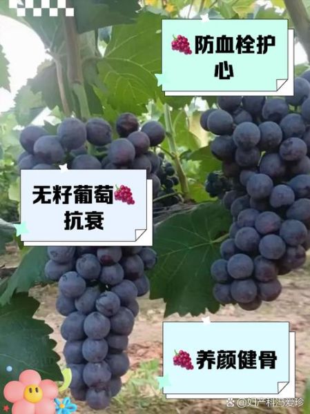 无籽葡萄是怎么种出来的_无籽葡萄有营养吗-第1张图片-山城妙识