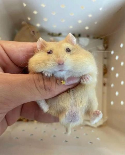 布丁仓鼠能长多大_布丁仓鼠成年体重-第1张图片-山城妙识 布丁仓鼠能长多大_布丁仓鼠成年体重-第1张图片-山城妙识