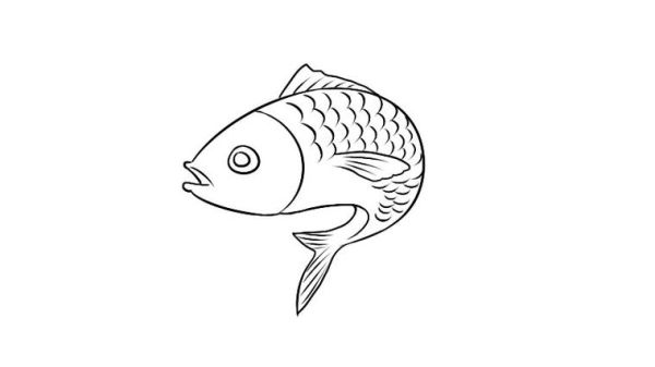 鲫鱼简笔画怎么画_鲫鱼图片简笔画教程-第3张图片-山城妙识 鲫鱼简笔画怎么画_鲫鱼图片简笔画教程-第3张图片-山城妙识