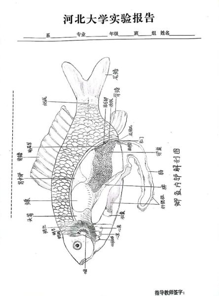 鲫鱼简笔画怎么画_鲫鱼图片简笔画教程-第2张图片-山城妙识 鲫鱼简笔画怎么画_鲫鱼图片简笔画教程-第2张图片-山城妙识