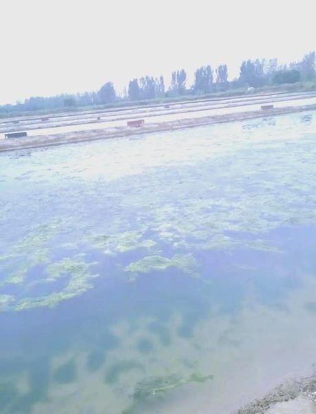 北方河蟹养殖技术_如何提高成活率-第1张图片-山城妙识 北方河蟹养殖技术_如何提高成活率-第1张图片-山城妙识