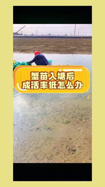 北方河蟹养殖技术_如何提高成活率-第3张图片-山城妙识 北方河蟹养殖技术_如何提高成活率-第3张图片-山城妙识