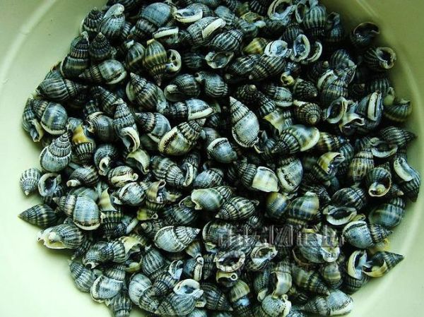 麦螺可以吃吗_麦螺中毒怎么办-第1张图片-山城妙识 麦螺可以吃吗_麦螺中毒怎么办-第1张图片-山城妙识