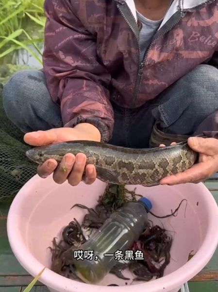 鲶鱼国宝被警察抓_真相是什么-第1张图片-山城妙识