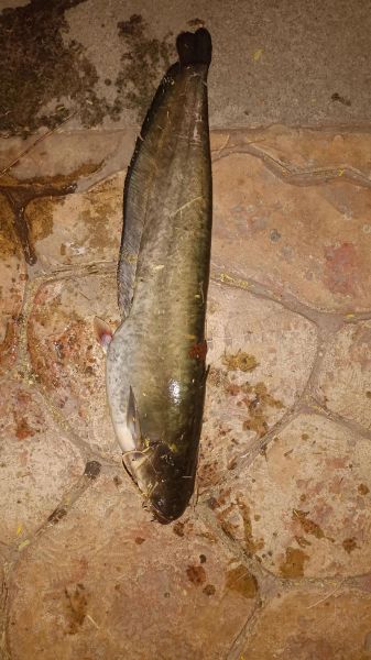 鲶鱼国宝被警察抓_真相是什么-第3张图片-山城妙识