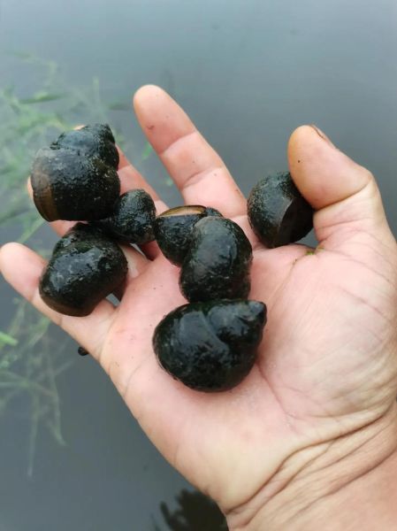 田螺种苗批发价格_田螺种苗哪里买-第1张图片-山城妙识 田螺种苗批发价格_田螺种苗哪里买-第1张图片-山城妙识