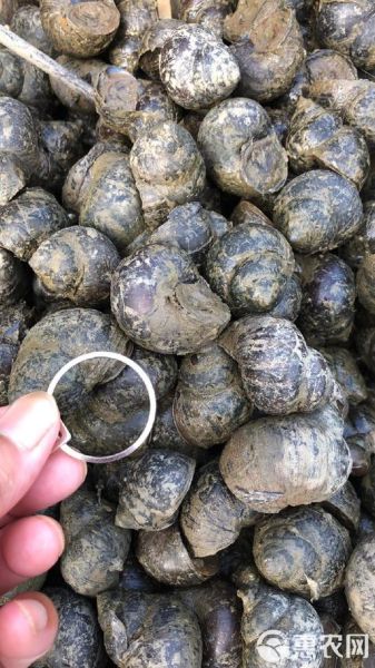 田螺种苗批发价格_田螺种苗哪里买-第3张图片-山城妙识 田螺种苗批发价格_田螺种苗哪里买-第3张图片-山城妙识