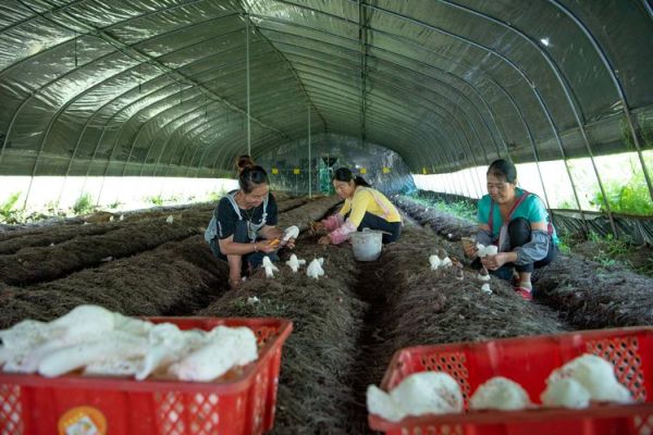 竹荪种植视频_竹荪怎么种植-第3张图片-山城妙识