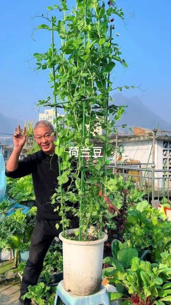 荷兰豆什么时候播种_荷兰豆怎么种植才能高产-第3张图片-山城妙识