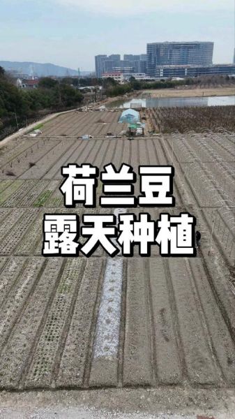 荷兰豆什么时候播种_荷兰豆怎么种植才能高产-第1张图片-山城妙识