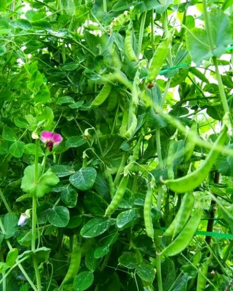 荷兰豆什么时候播种_荷兰豆怎么种植才能高产-第2张图片-山城妙识