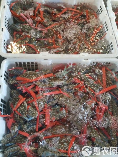 锯缘青蟹多少钱一斤_锯缘青蟹怎么挑选-第3张图片-山城妙识