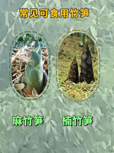 竹笋图片种类_如何区分常见竹笋品种-第2张图片-山城妙识