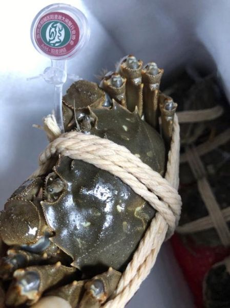 阳澄湖大闸蟹产地在哪里_正宗阳澄湖大闸蟹产地-第1张图片-山城妙识