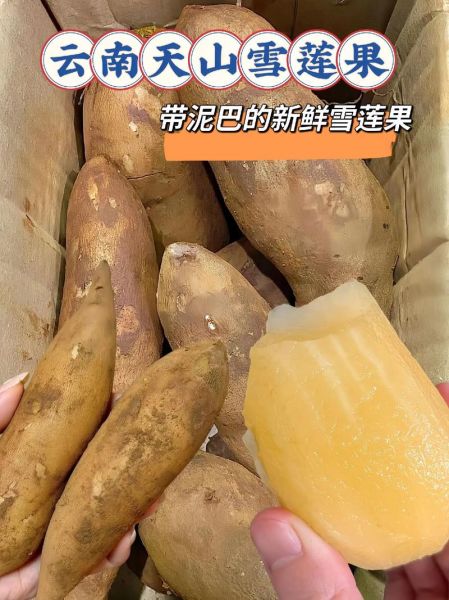 天山雪莲果怎么吃_天山雪莲果的正确吃法-第2张图片-山城妙识