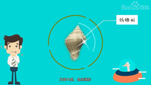 香螺养殖技术_香螺养殖注意事项-第2张图片-山城妙识 香螺养殖技术_香螺养殖注意事项-第2张图片-山城妙识