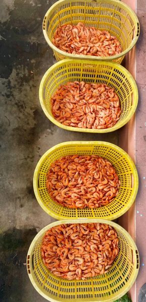 自制风干虾干的做法_虾干怎么保存不变色-第2张图片-山城妙识