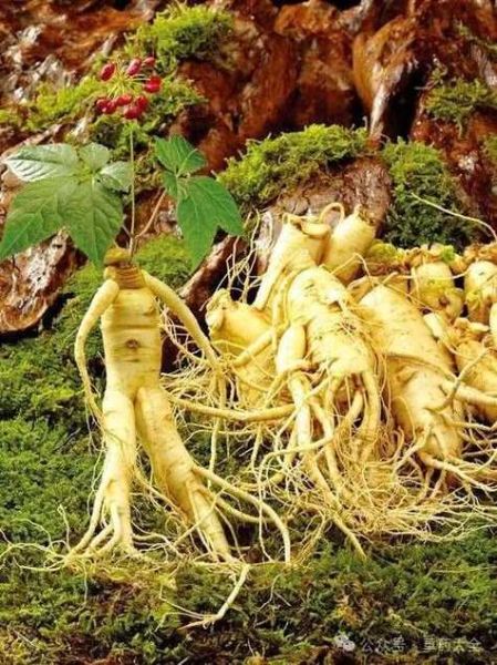 杀癌之王中药是什么_杀癌之王中药有哪些-第2张图片-山城妙识