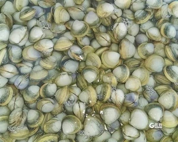 蛤蜊是海鲜吗_蛤蜊属于哪一类食材-第3张图片-山城妙识 蛤蜊是海鲜吗_蛤蜊属于哪一类食材-第3张图片-山城妙识