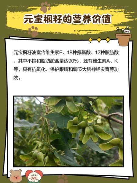 元宝枫种子怎么种植_元宝枫药用价值有哪些-第1张图片-山城妙识 元宝枫种子怎么种植_元宝枫药用价值有哪些-第1张图片-山城妙识