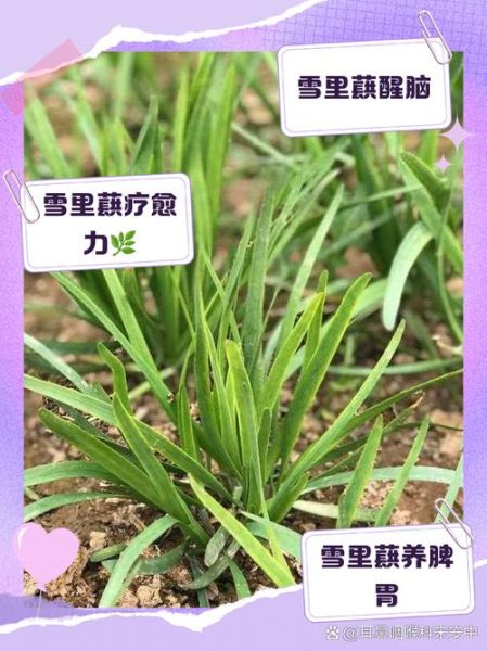 雪里蕻的营养价值及功效_雪里蕻怎么吃最健康-第2张图片-山城妙识