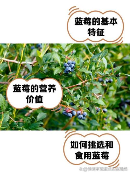 蓝莓可以吃皮吗_蓝莓皮的营养价值-第1张图片-山城妙识
