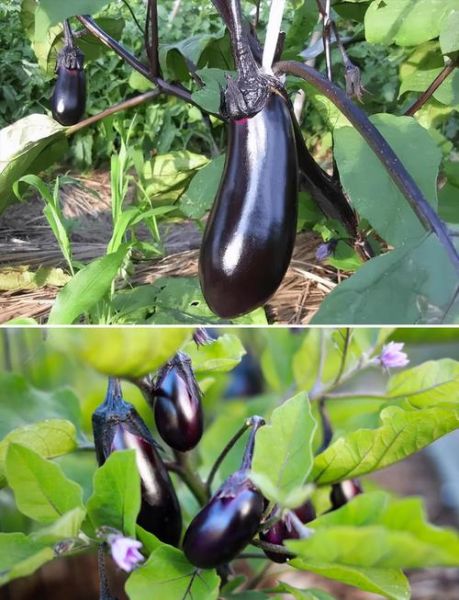 茄子拼音怎么拼_茄子拼音声调怎么标-第2张图片-山城妙识 茄子拼音怎么拼_茄子拼音声调怎么标-第2张图片-山城妙识